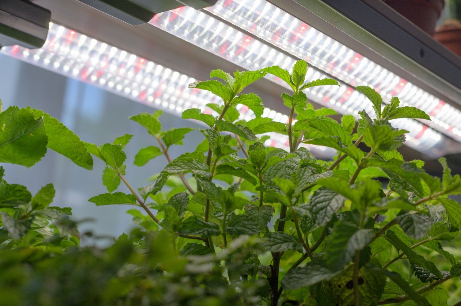 BoostGro LED Plant Grow Light Sunlike Full Spectrum Flower Hydroponics